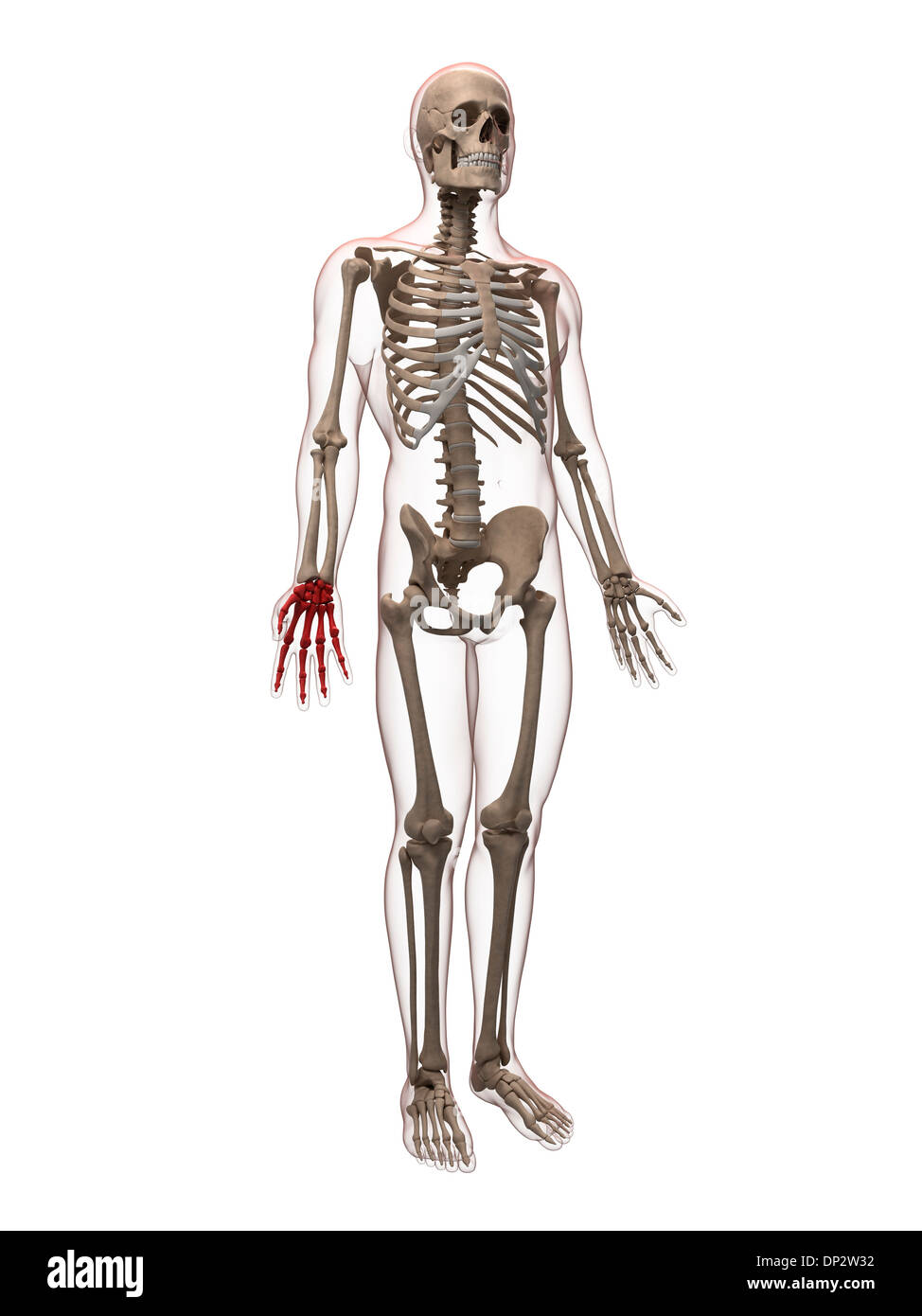 Hand bones, artwork Stock Photo - Alamy