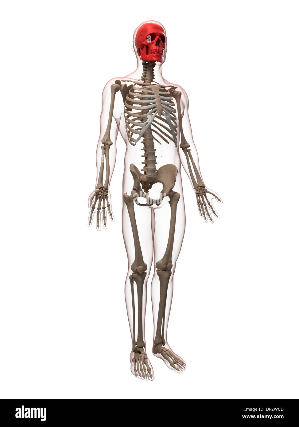 Skull three quarter view hi-res stock photography and images - Alamy