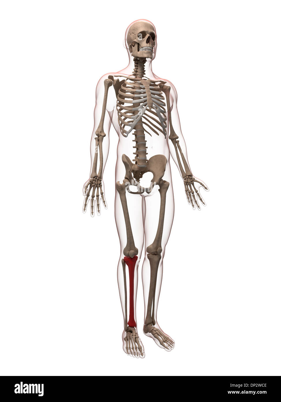 Shin bone, artwork Stock Photo - Alamy