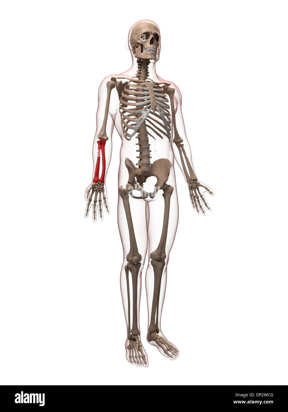 Arm bones, artwork Stock Photo - Alamy