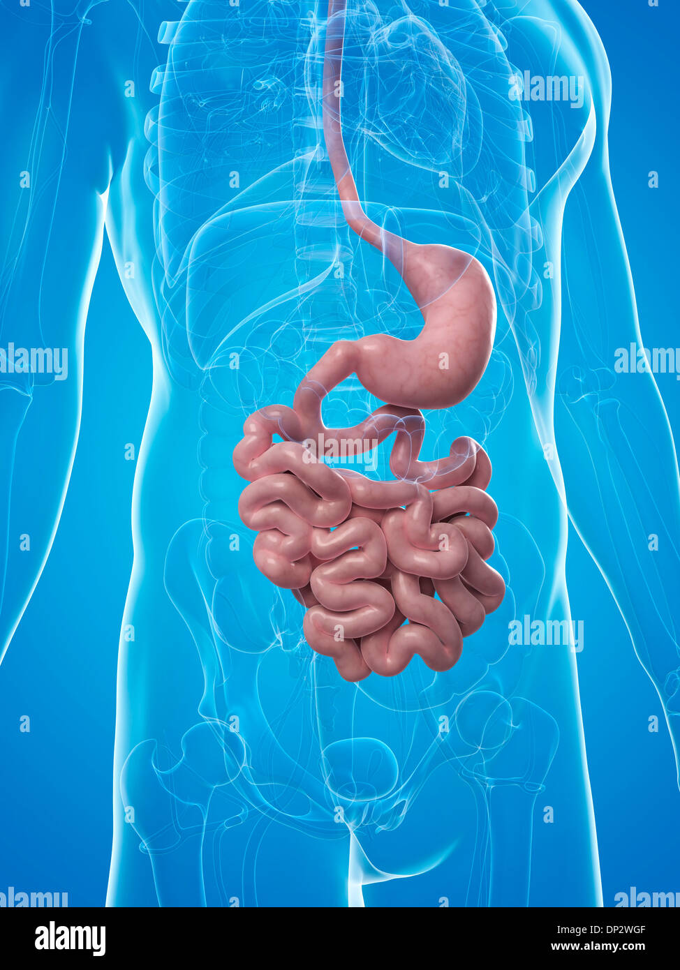 Small intestine and stomach, artwork Stock Photo - Alamy