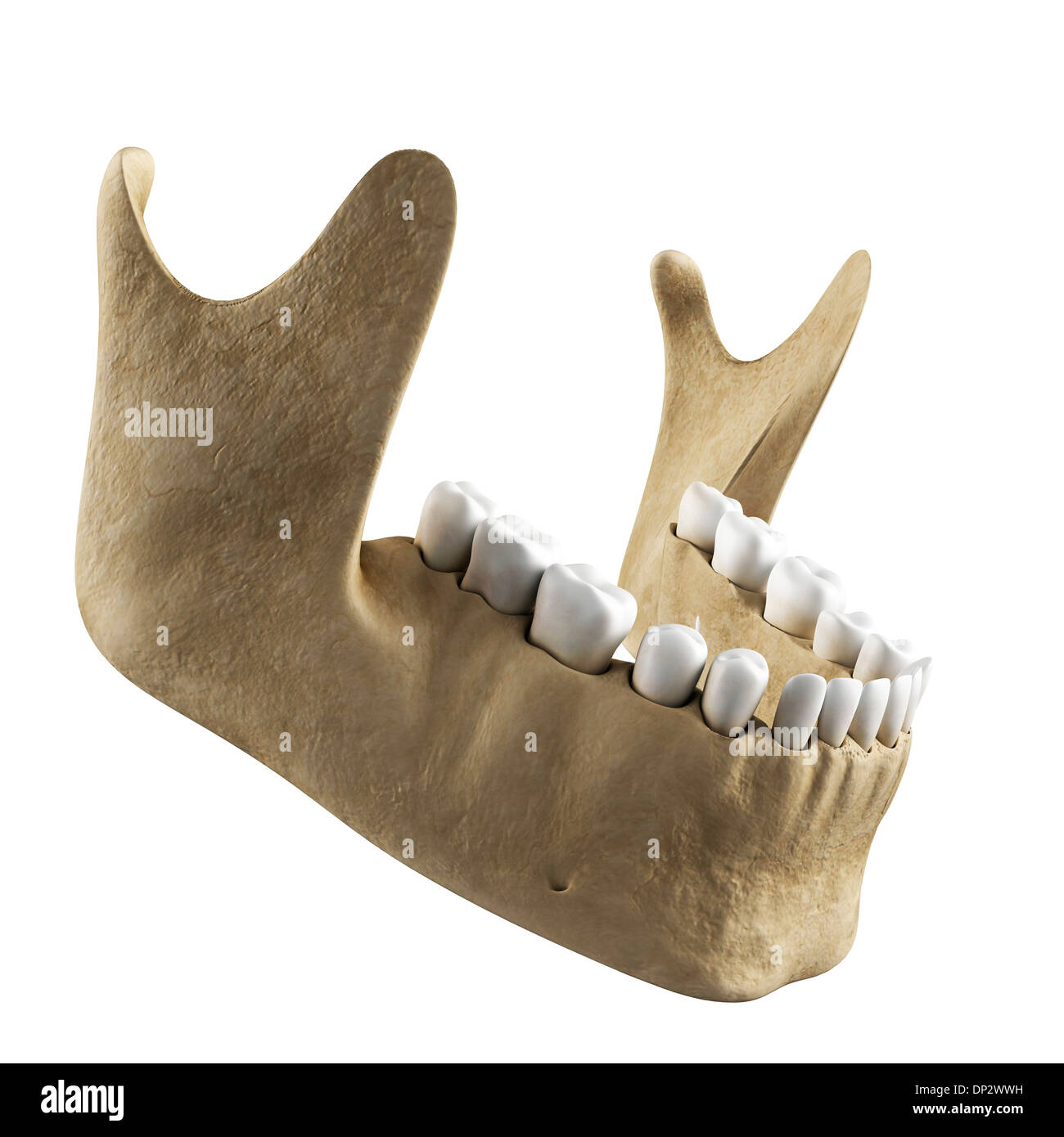 Jawbone hi-res stock photography and images - Alamy