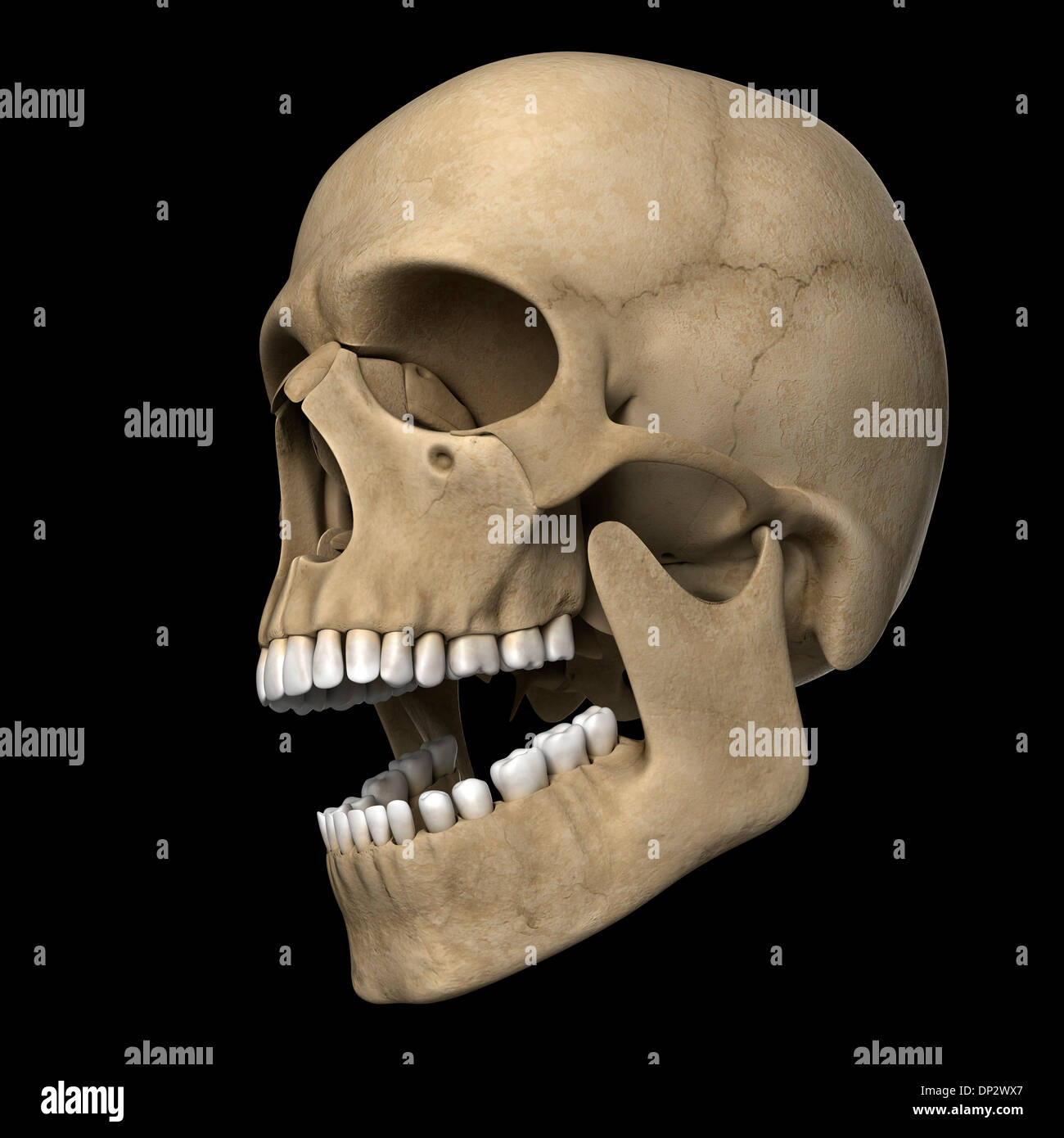 Human Skull Side View Mouth Open