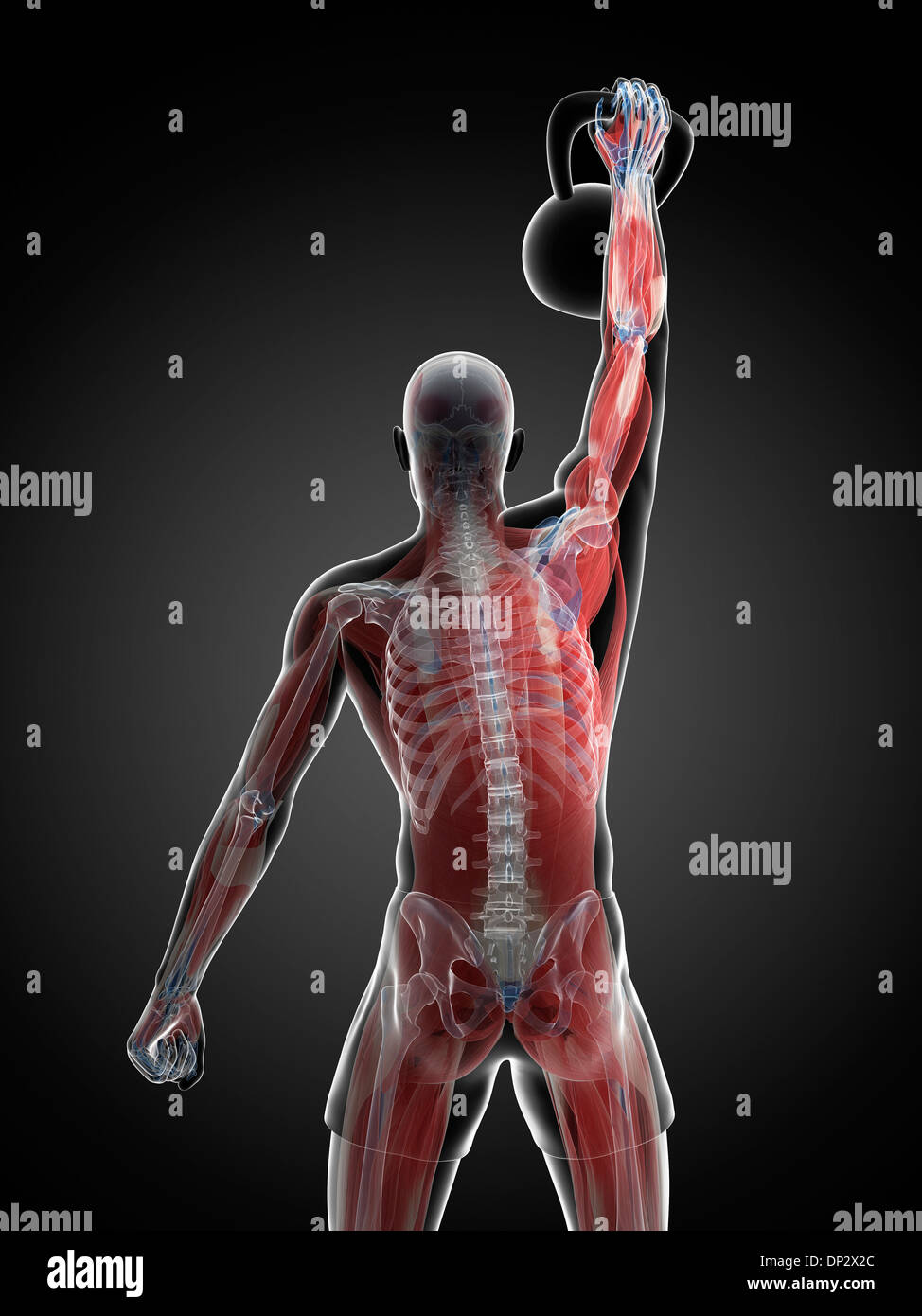 Kettlebell workout, artwork Stock Photo - Alamy