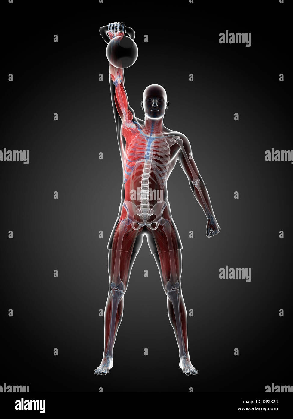 Kettlebell workout, artwork Stock Photo - Alamy