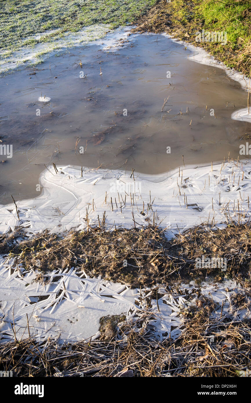 Frozen plant hi-res stock photography and images - Alamy