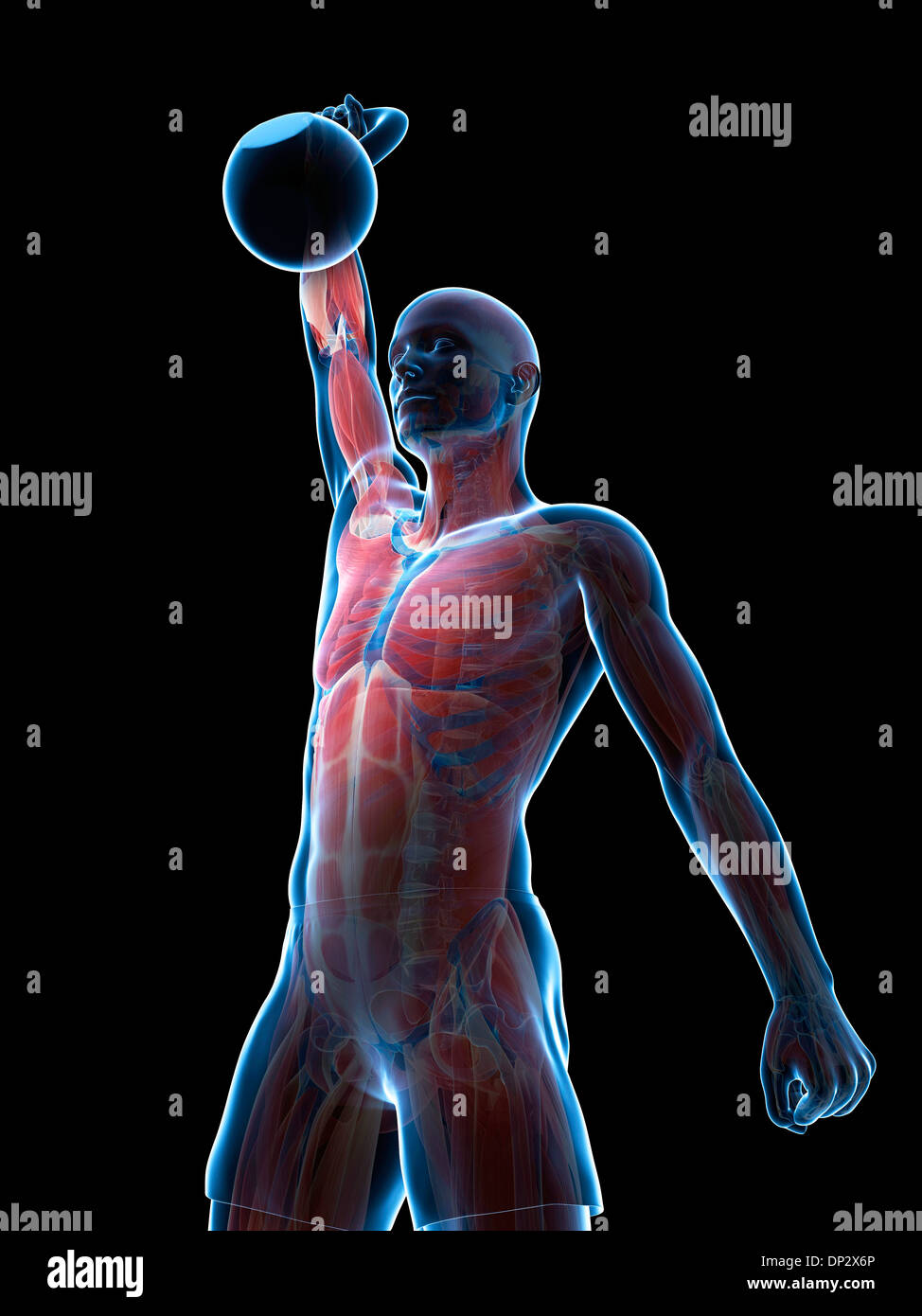 Kettlebell workout, artwork Stock Photo - Alamy