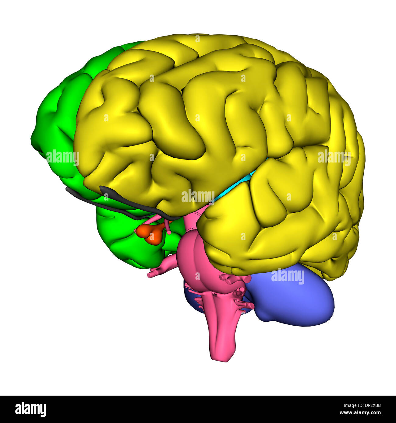 Digital diagram of a human brain hi-res stock photography and images ...