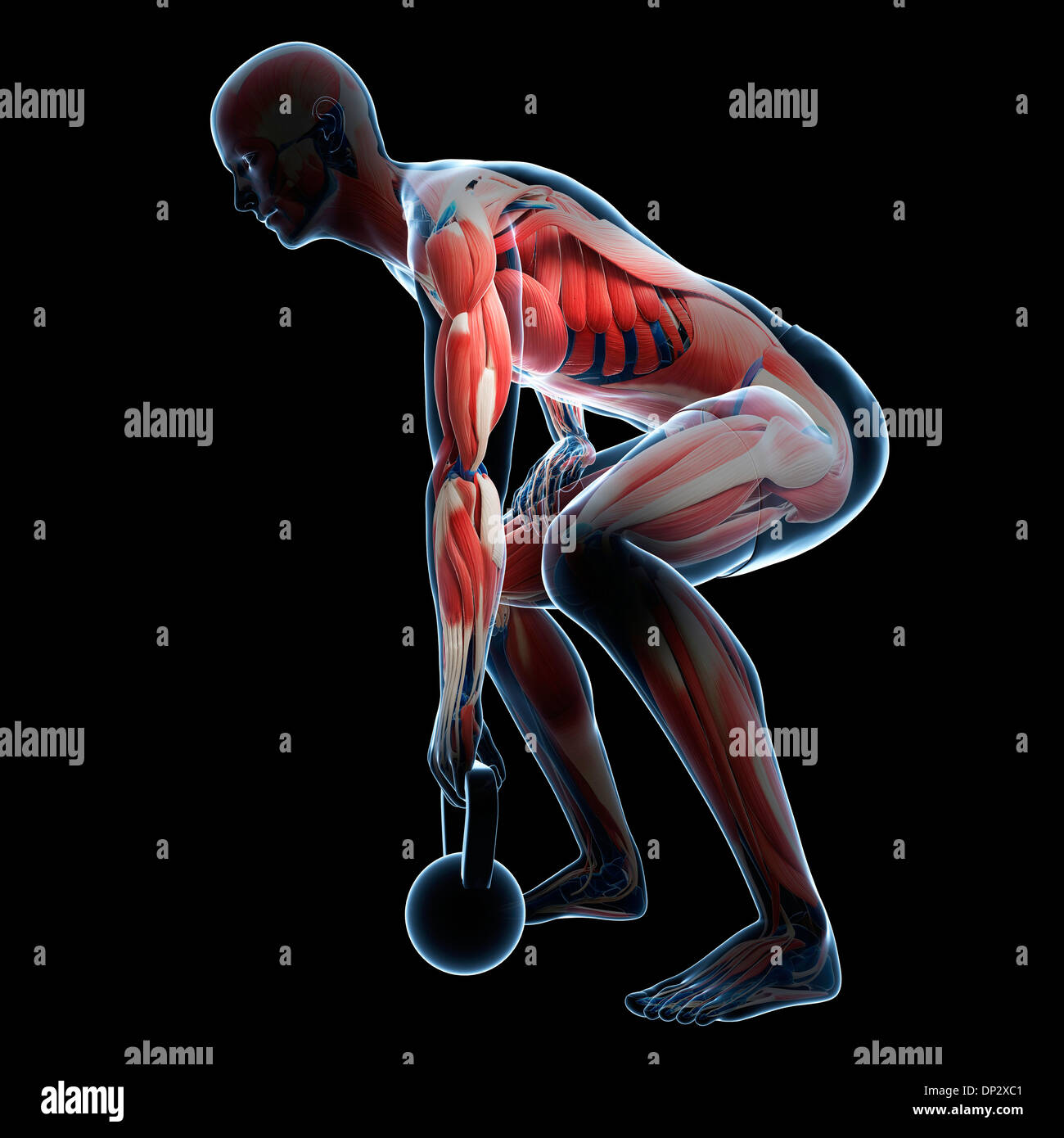 Kettlebell workout, artwork Stock Photo - Alamy