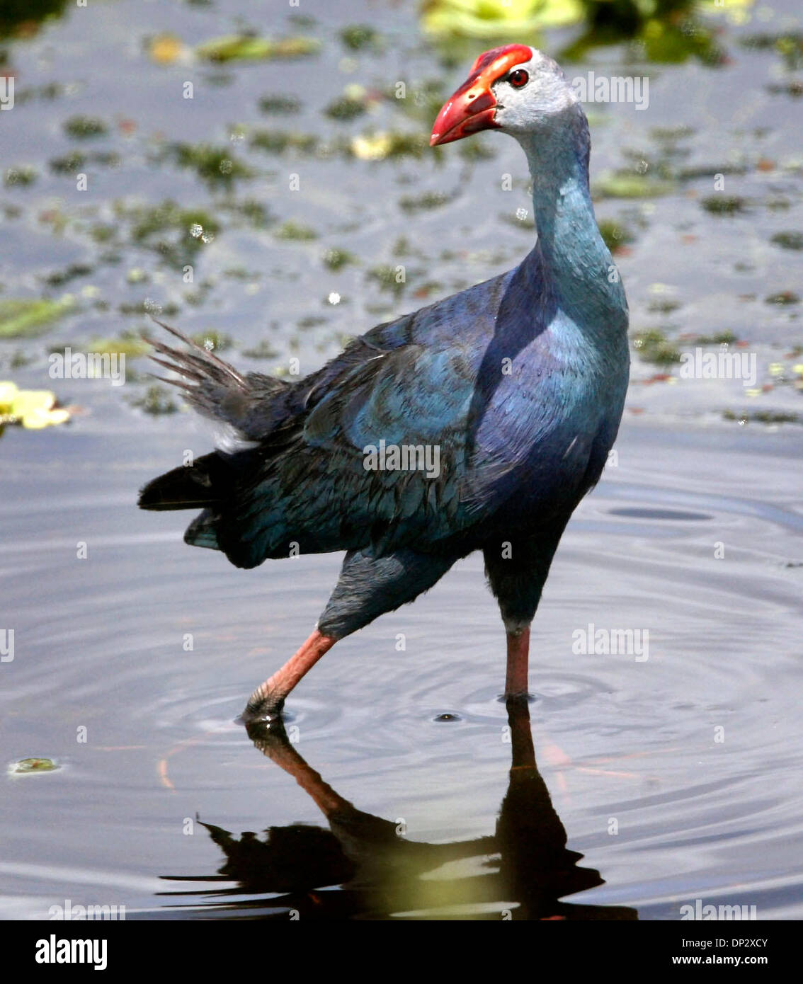 Threat to other birds hi-res stock photography and images - Alamy