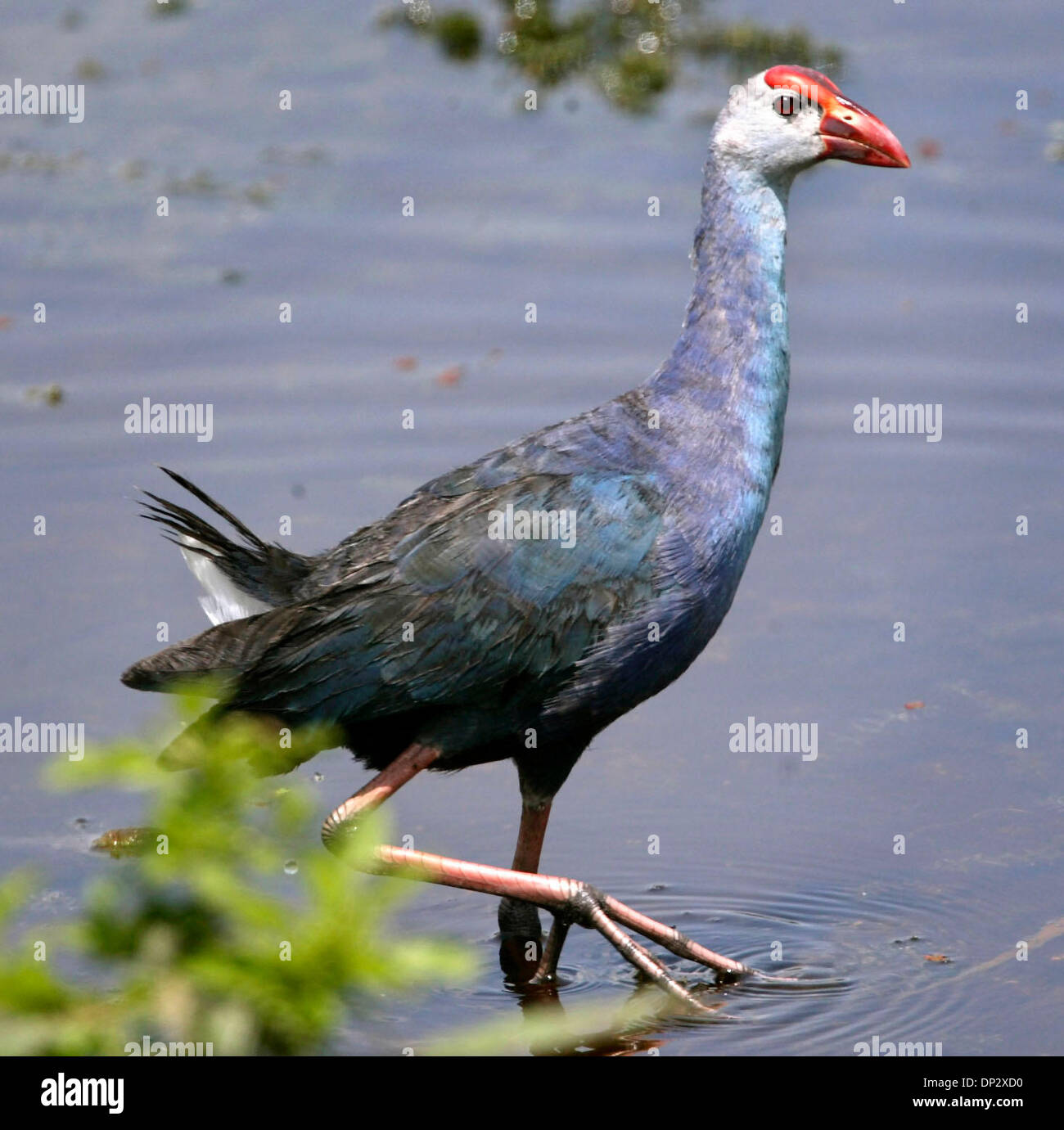 Invasive bird in floridas marshes hi-res stock photography and images ...