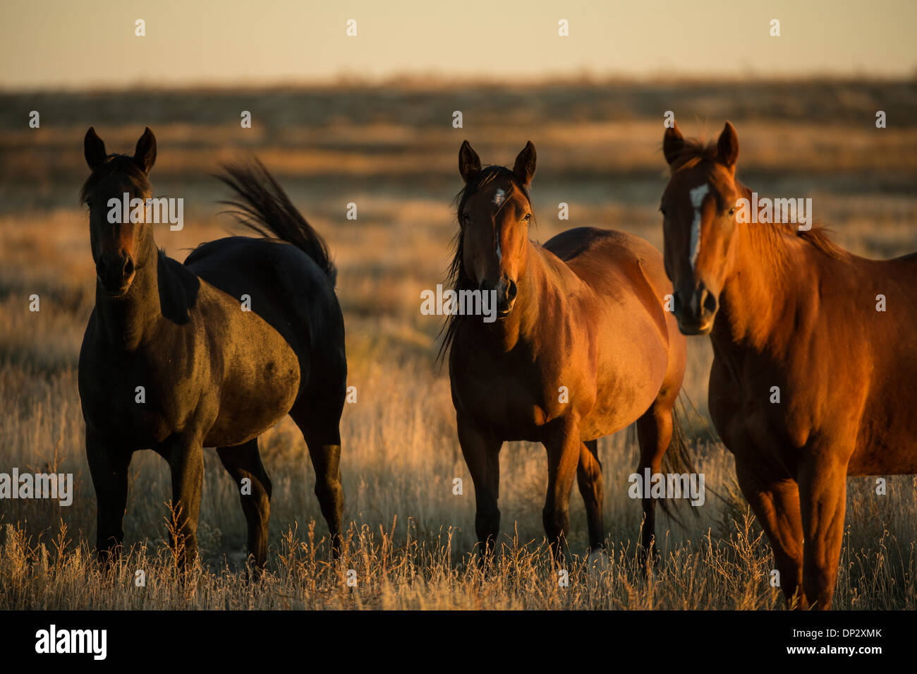 Three horses running hi-res stock photography and images - Alamy
