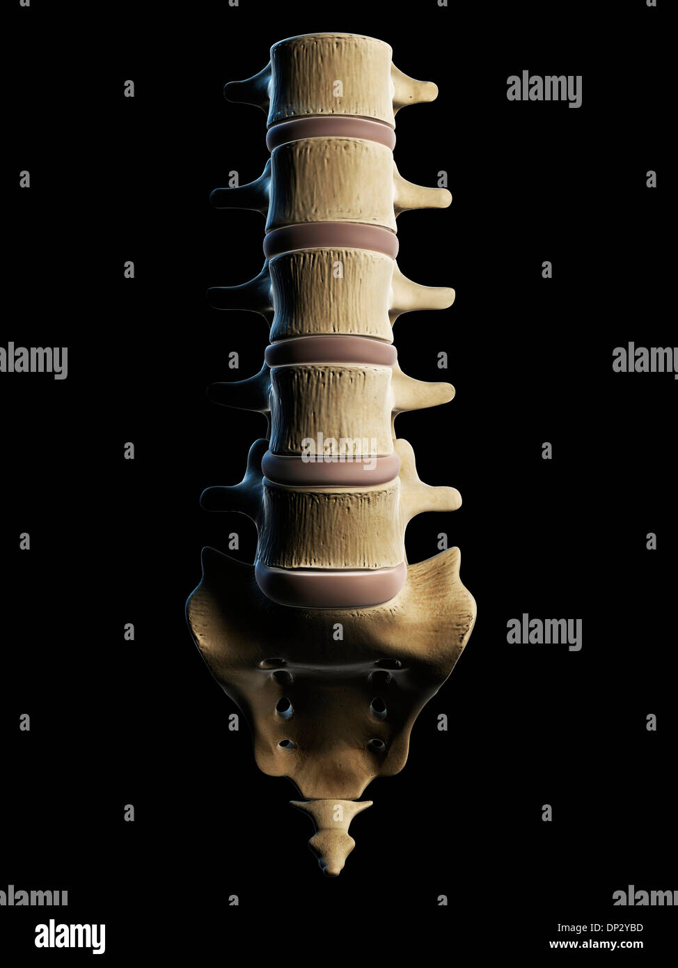 Normal lumbar spine hi-res stock photography and images - Alamy