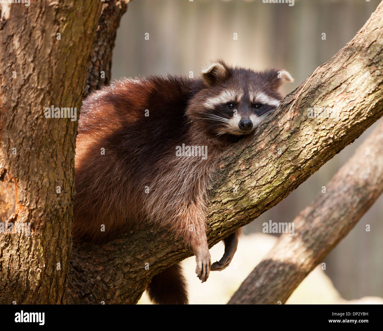 One racoon hi-res stock photography and images - Alamy