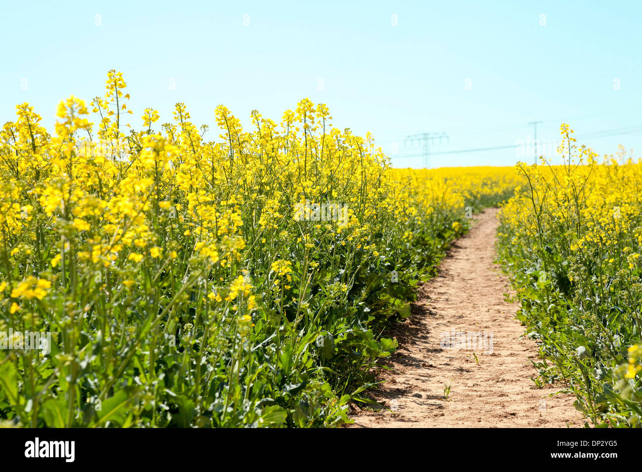 Path in an oilseed rape field Stock Photo - Alamy