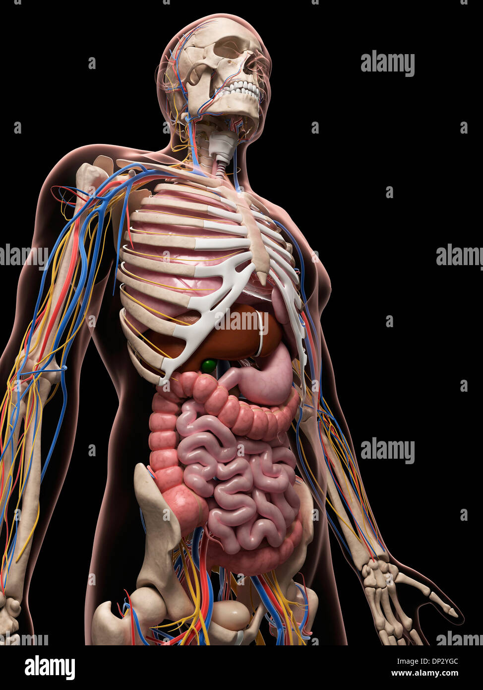 Male anatomy, artwork Stock Photo - Alamy