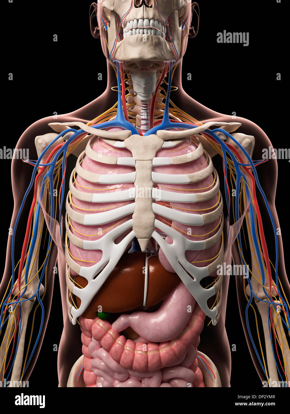 Male anatomy, artwork Stock Photo - Alamy