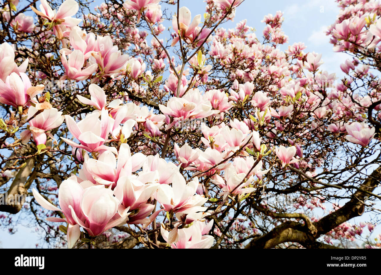 Tree in blossom Stock Photo - Alamy