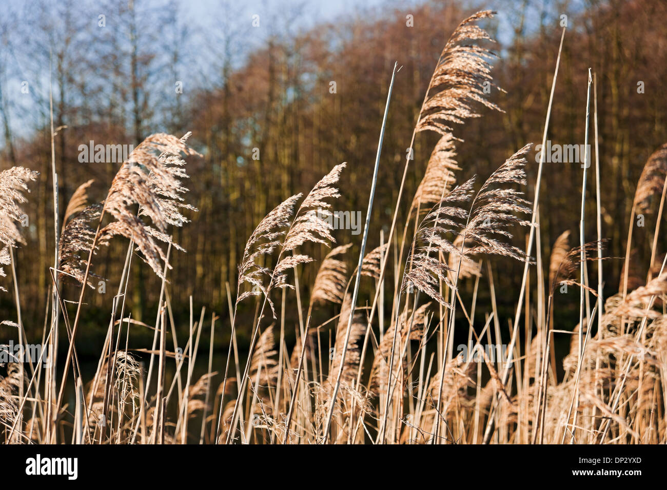 Close up of grasses in winter North Yorkshire England UK United Kingdom ...