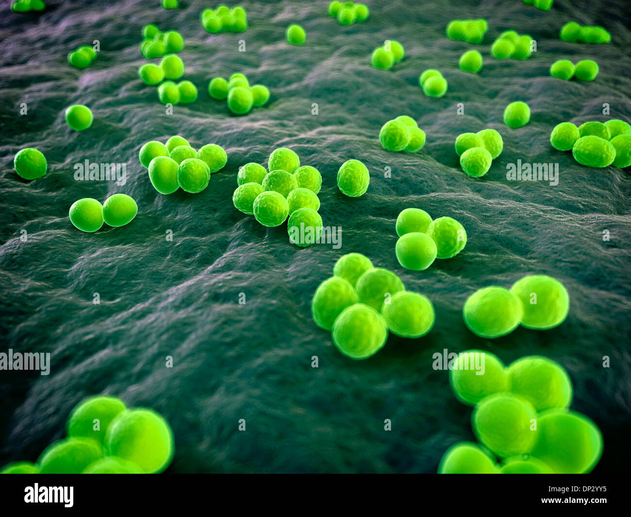 Mrsa bacteria pathogen hi-res stock photography and images - Alamy