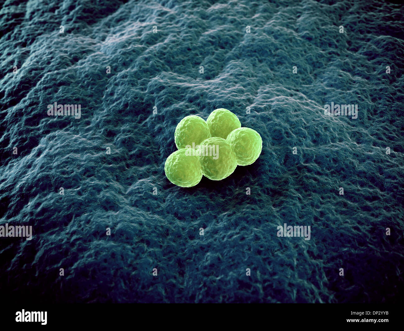 Mrsa bacteria pathogen hi-res stock photography and images - Alamy
