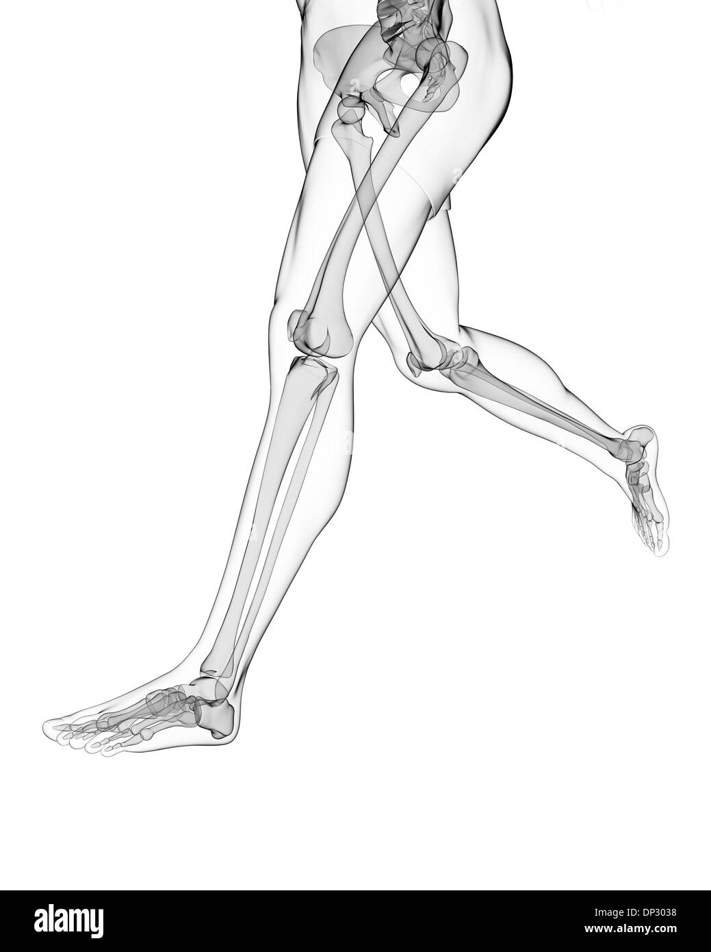 Leg Bones Artwork Stock Photo Alamy