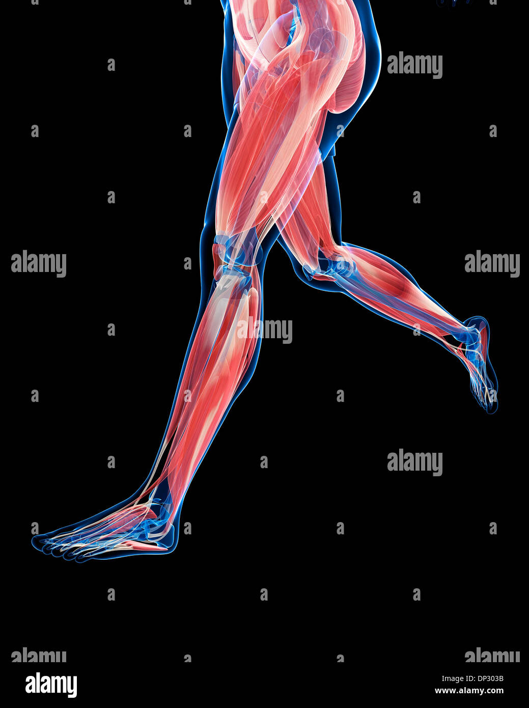 Leg muscles, artwork Stock Photo - Alamy