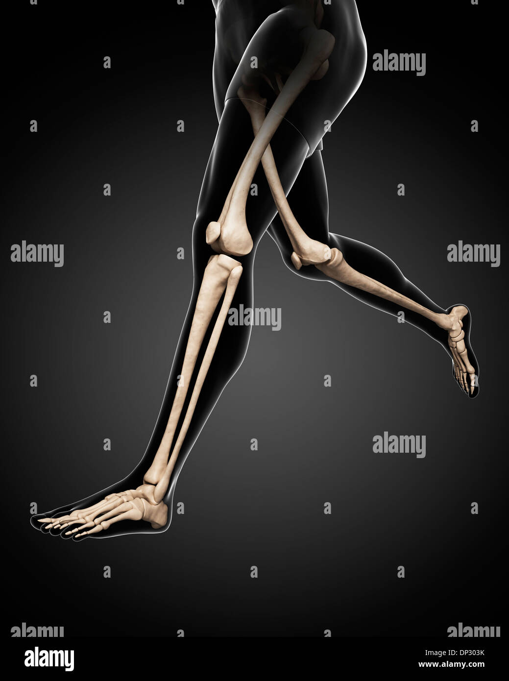 Leg bones, artwork Stock Photo - Alamy