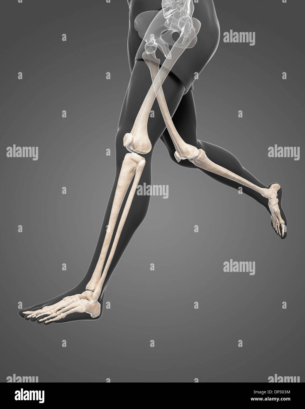 Leg bones, artwork Stock Photo - Alamy
