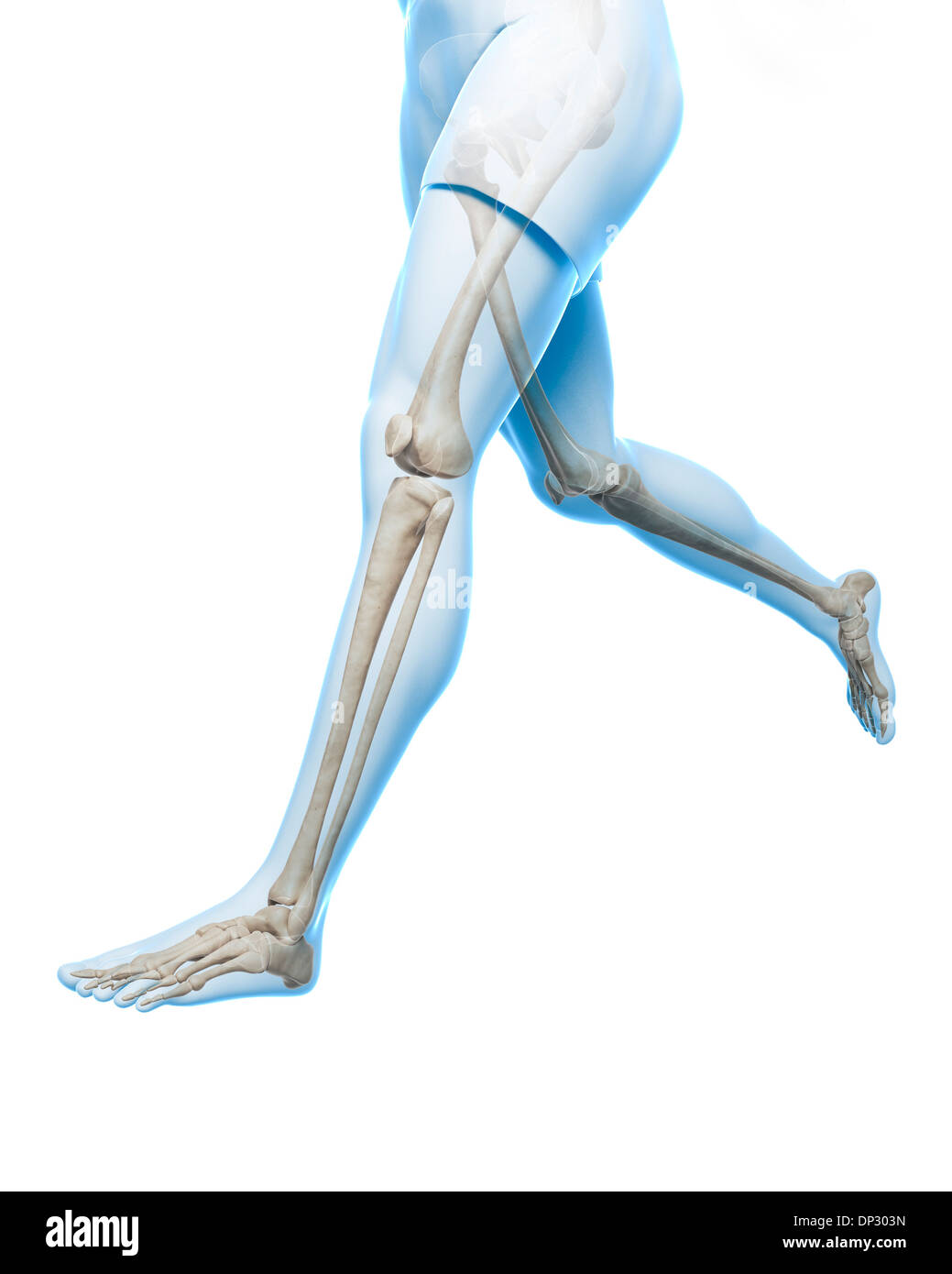 Leg bones, artwork Stock Photo - Alamy