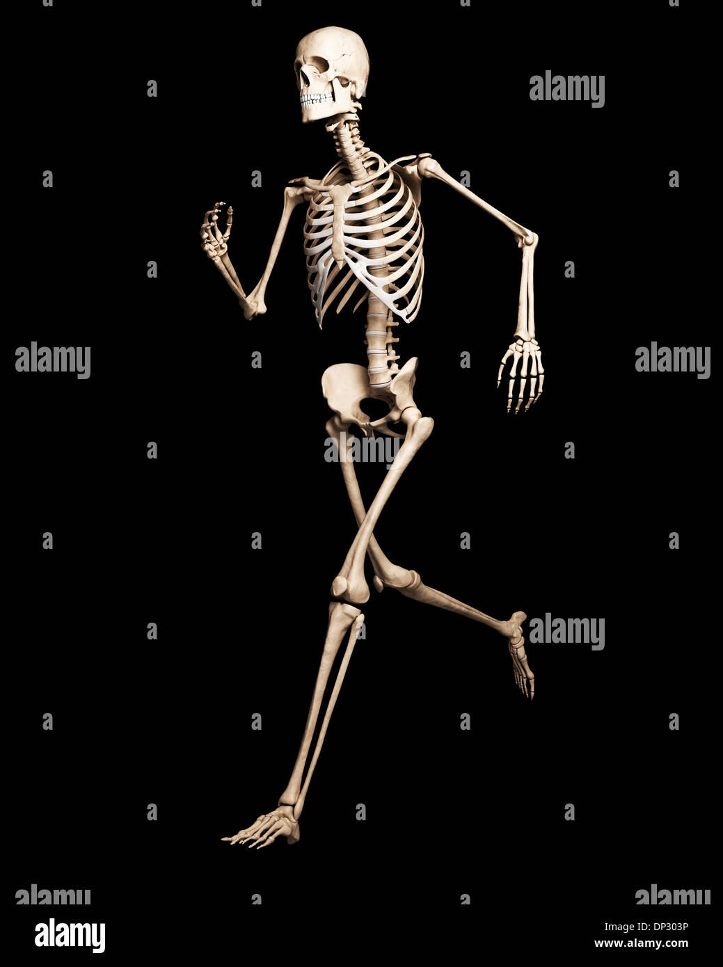 Running skeleton, artwork Stock Photo - Alamy