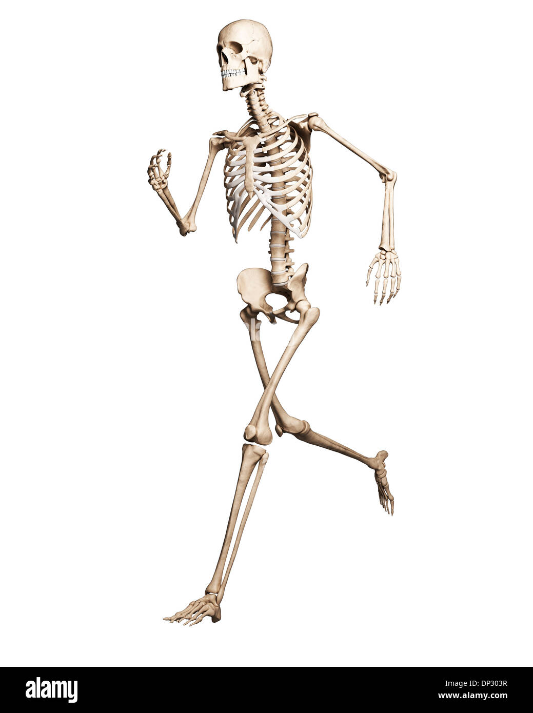 Skeleton running hi-res stock photography and images - Alamy