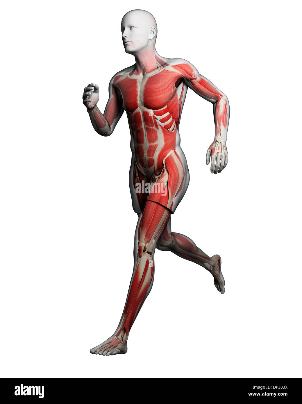 Human anatomy running muscles hi-res stock photography and images - Alamy
