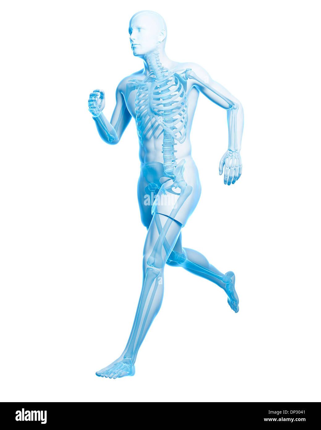 Runner anatomy, artwork Stock Photo - Alamy
