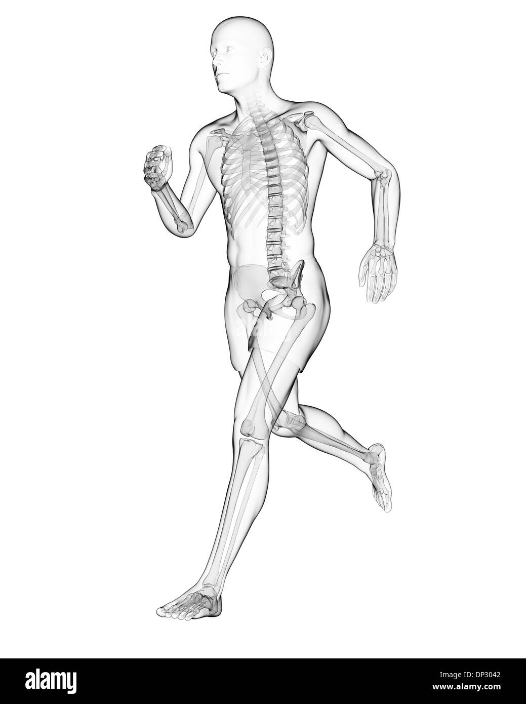 Running skeleton, artwork Stock Photo - Alamy