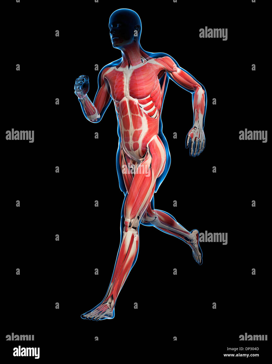Human anatomy running muscles hi-res stock photography and images - Alamy