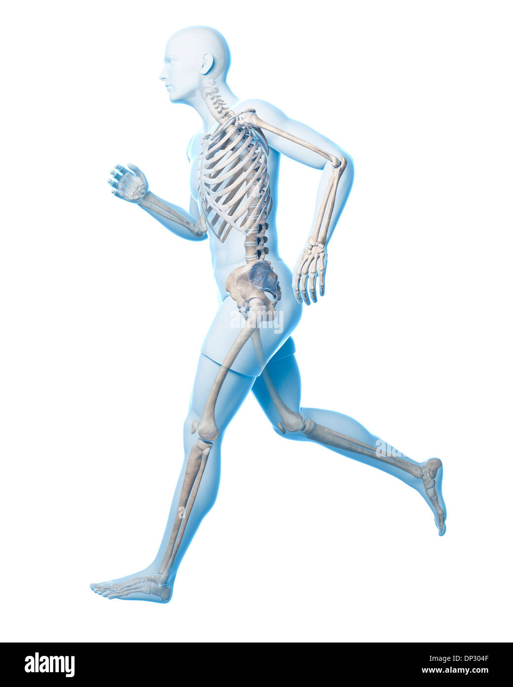 Runner anatomy, artwork Stock Photo - Alamy