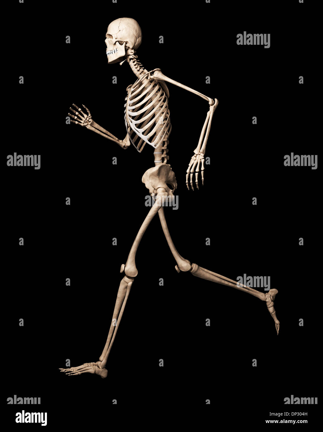 Running skeleton, artwork Stock Photo - Alamy
