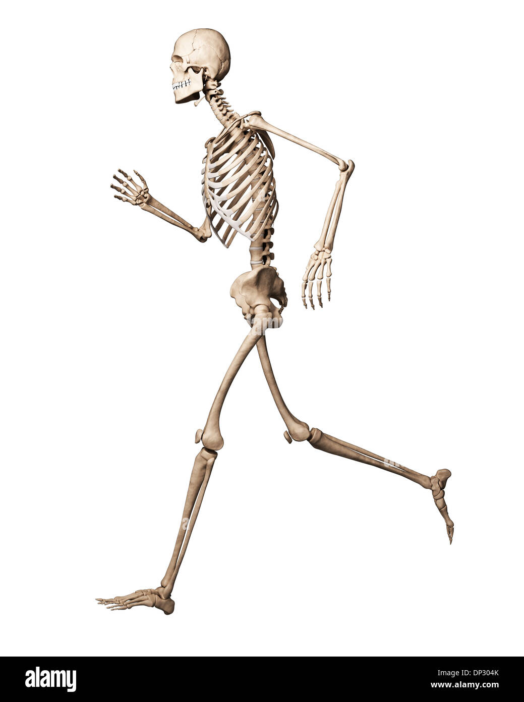 Human skeleton running Cut Out Stock Images & Pictures - Alamy