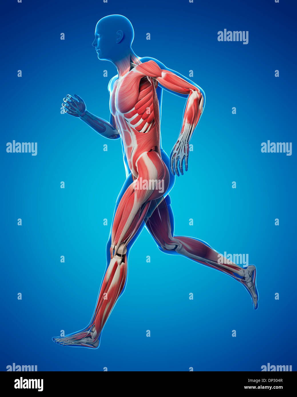 Full body muscles anatomy hi-res stock photography and images - Alamy