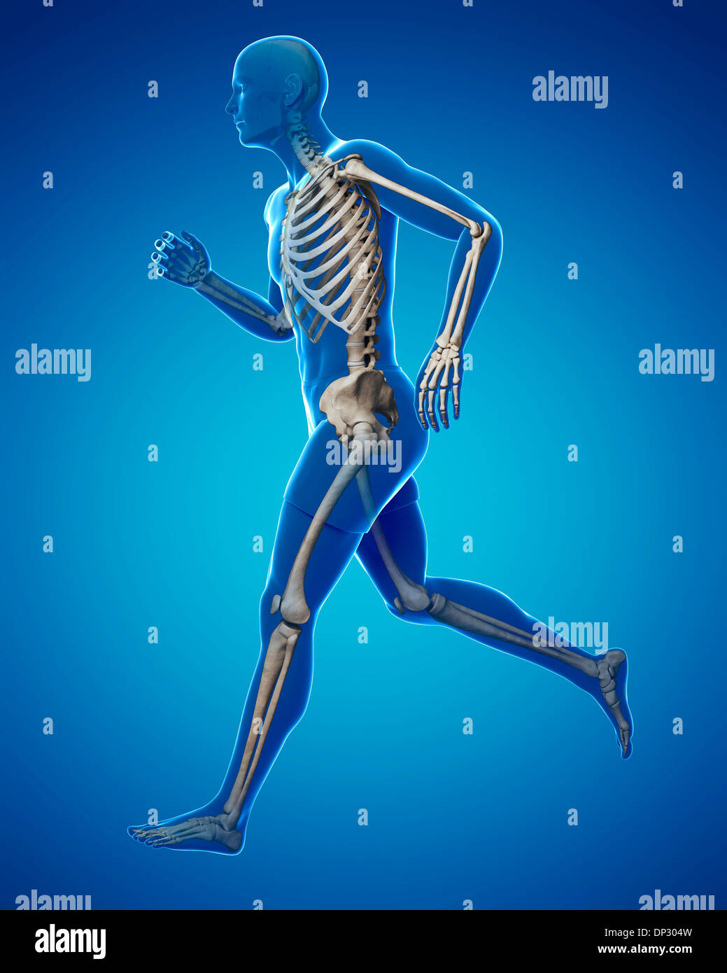 Running skeleton, artwork Stock Photo - Alamy