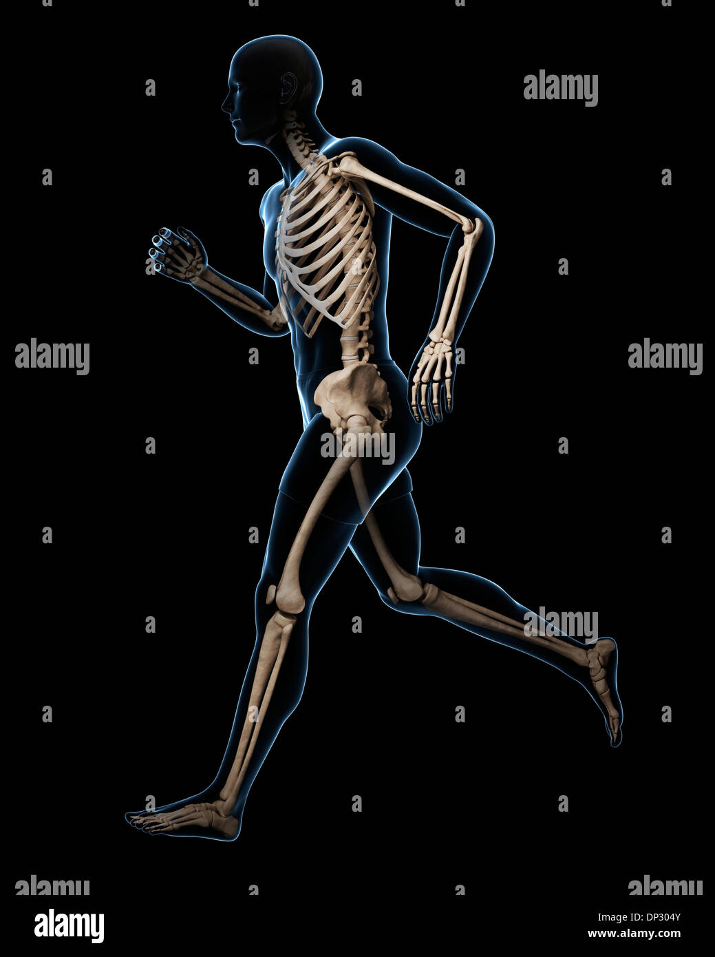Running skeleton, artwork Stock Photo - Alamy