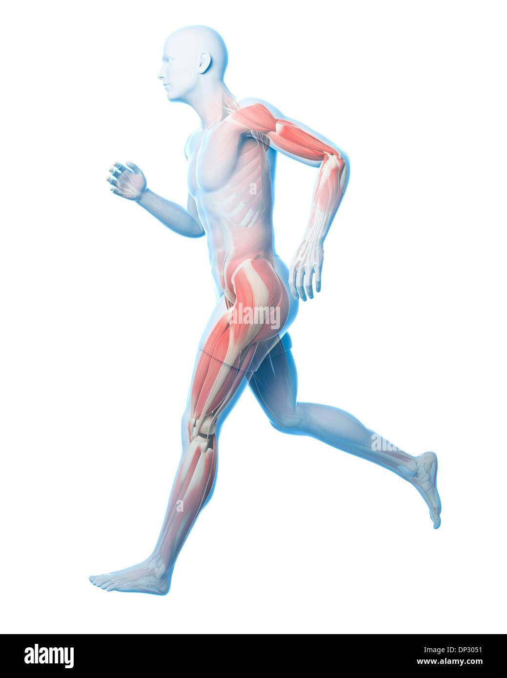 Runner anatomy, artwork Stock Photo - Alamy