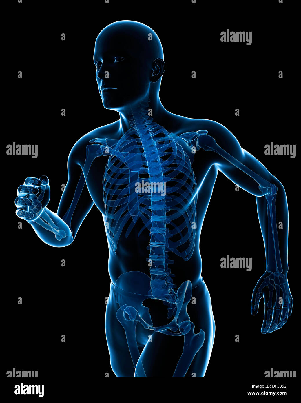 Running skeleton, artwork Stock Photo - Alamy