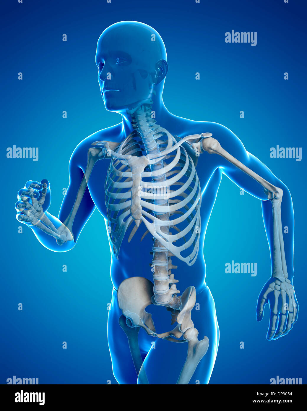 Running skeleton, artwork Stock Photo - Alamy