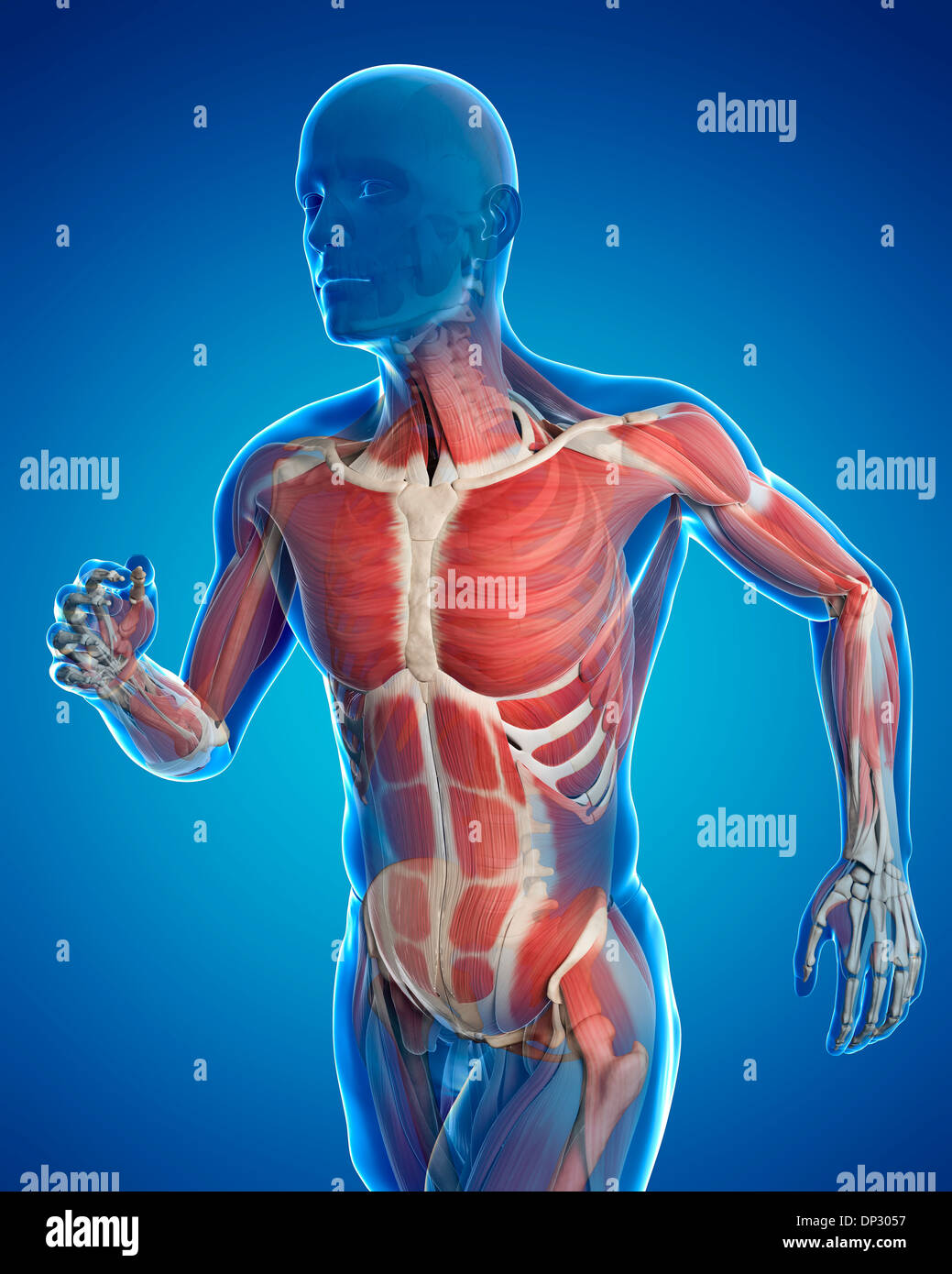 Runner muscles, artwork Stock Photo - Alamy