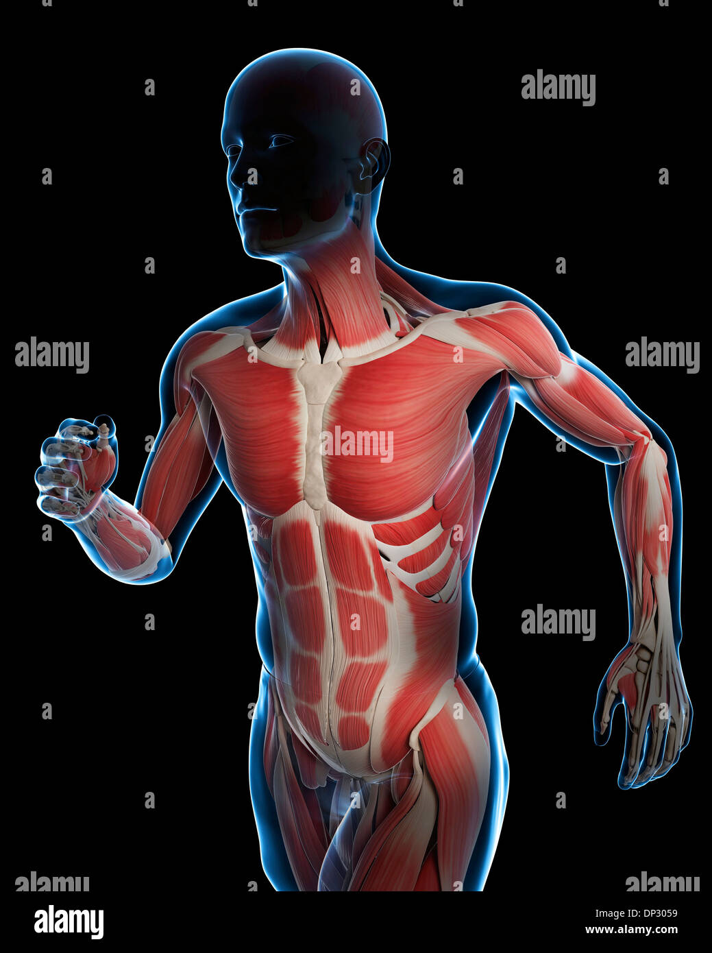 Runner muscles, artwork Stock Photo - Alamy