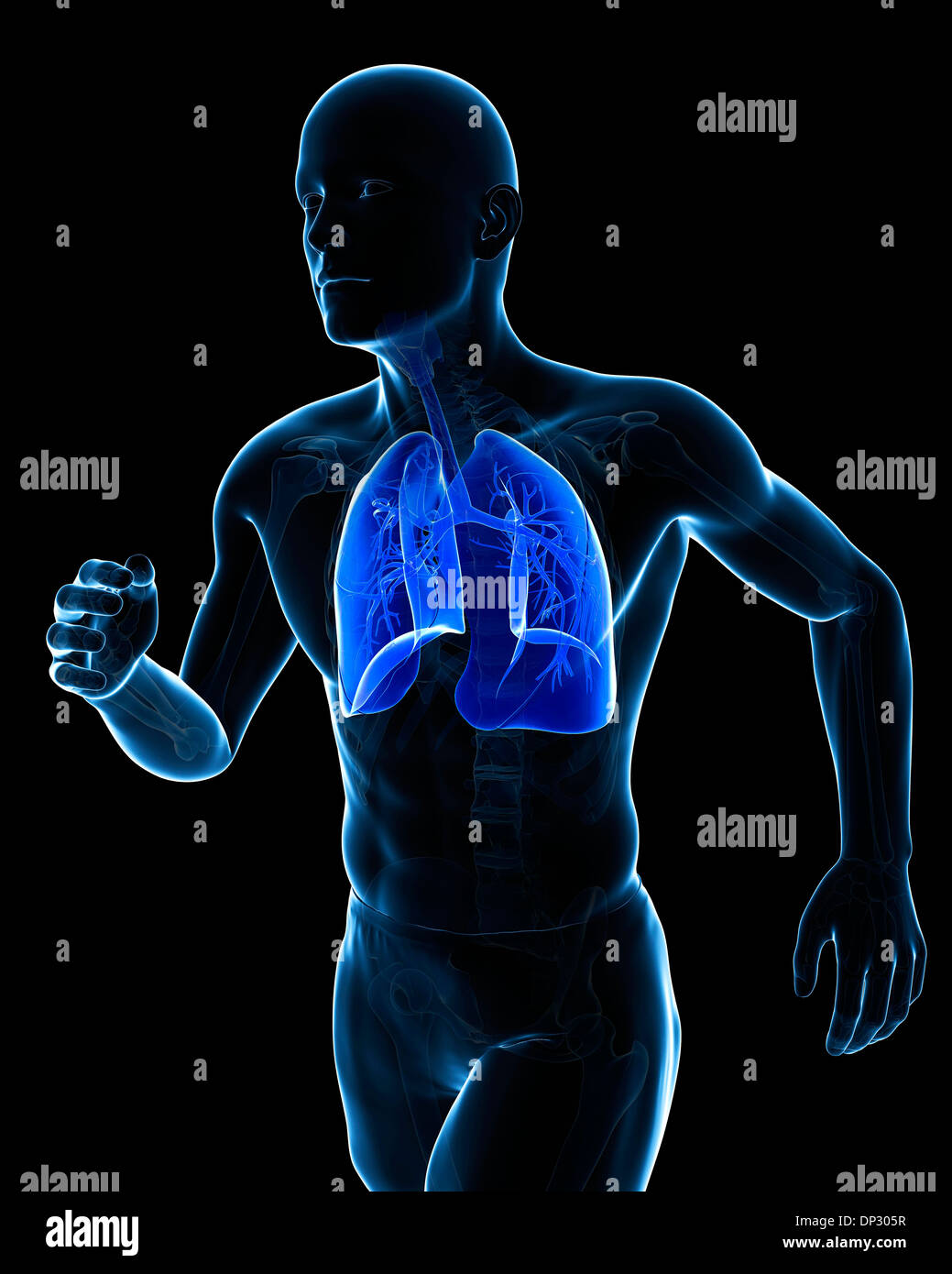 Runner lung, artwork Stock Photo - Alamy