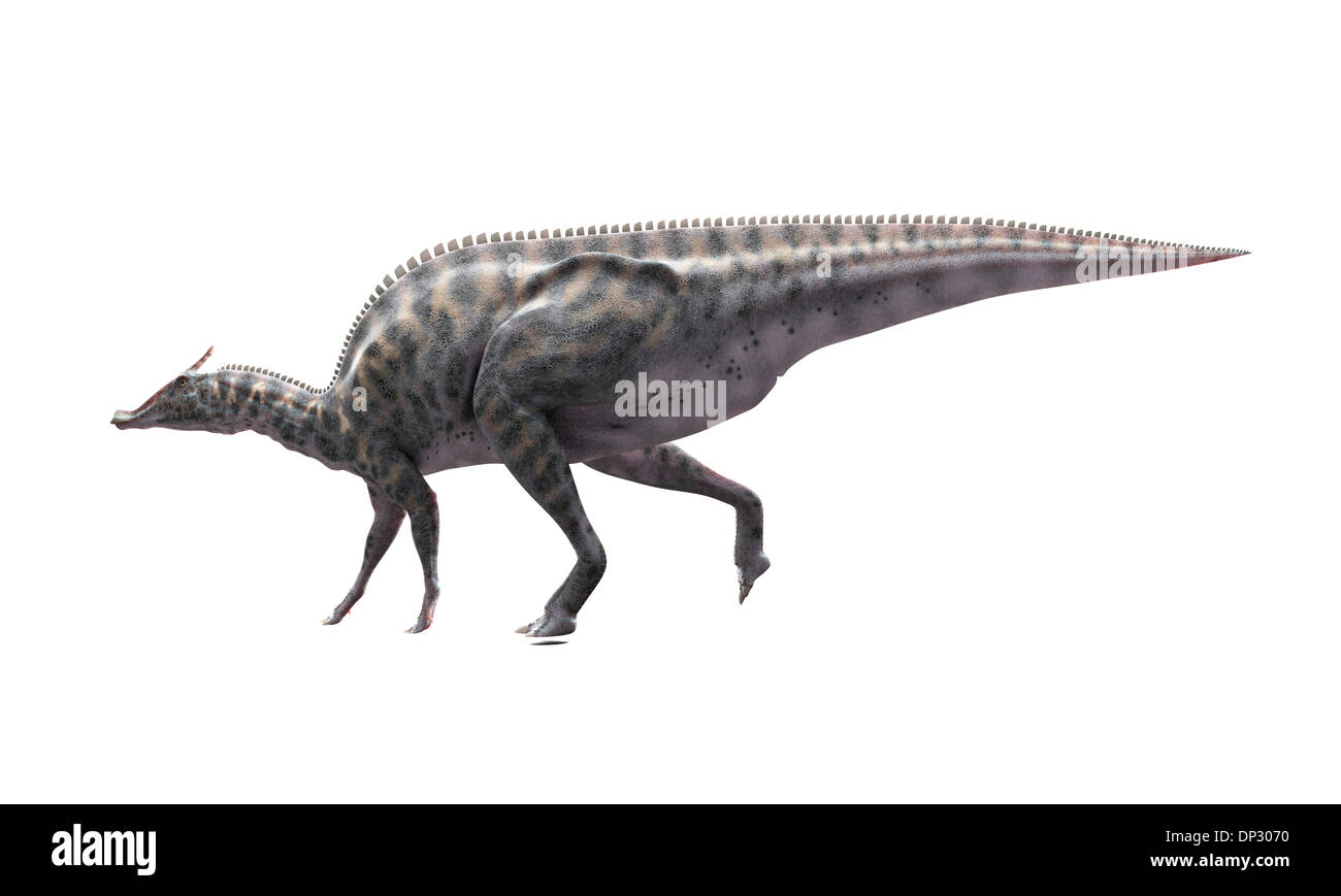 Saurolophus dinosaur, artwork Stock Photo - Alamy