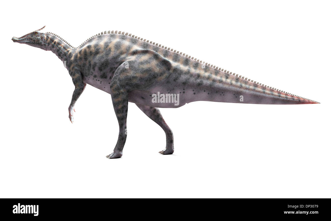 Saurolophus dinosaur, artwork Stock Photo - Alamy